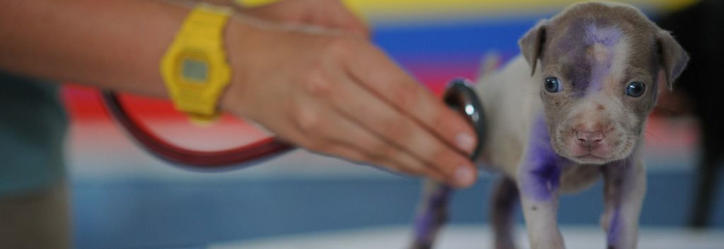 Our Services – Talbot Animal Hospital